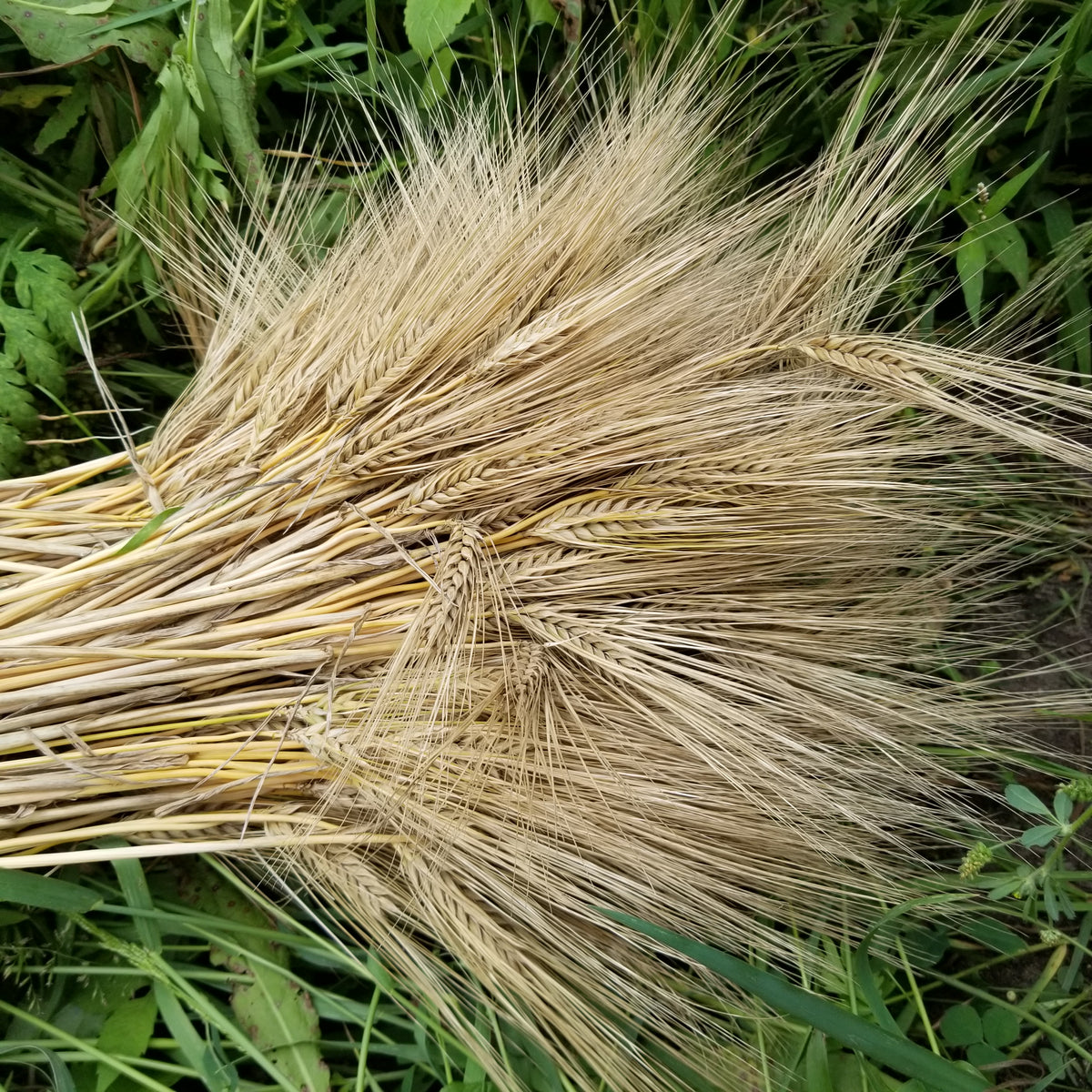 Progression of grain harvest: wheat, barley, rye, oats, triticale & ri ...