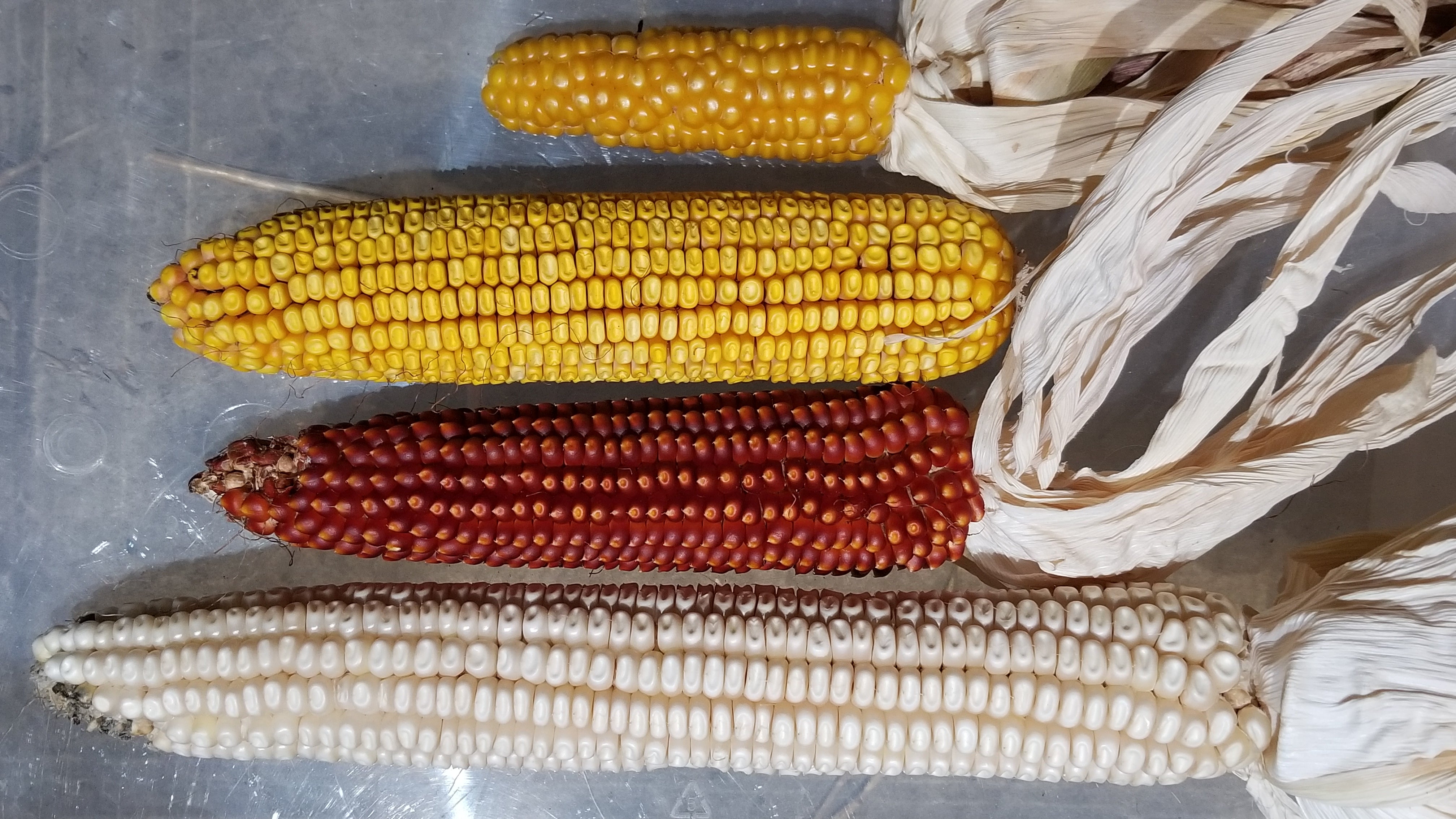 Corn - Great Lakes Staple Seeds