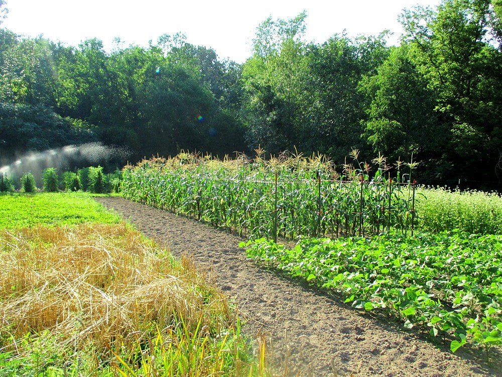 Sherck Seeds Collection – Great Lakes Staple Seeds