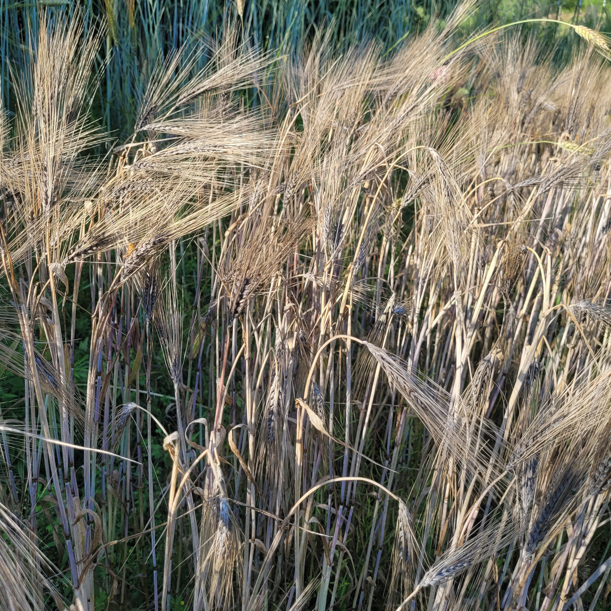 Black Russian Barley – Great Lakes Staple Seeds