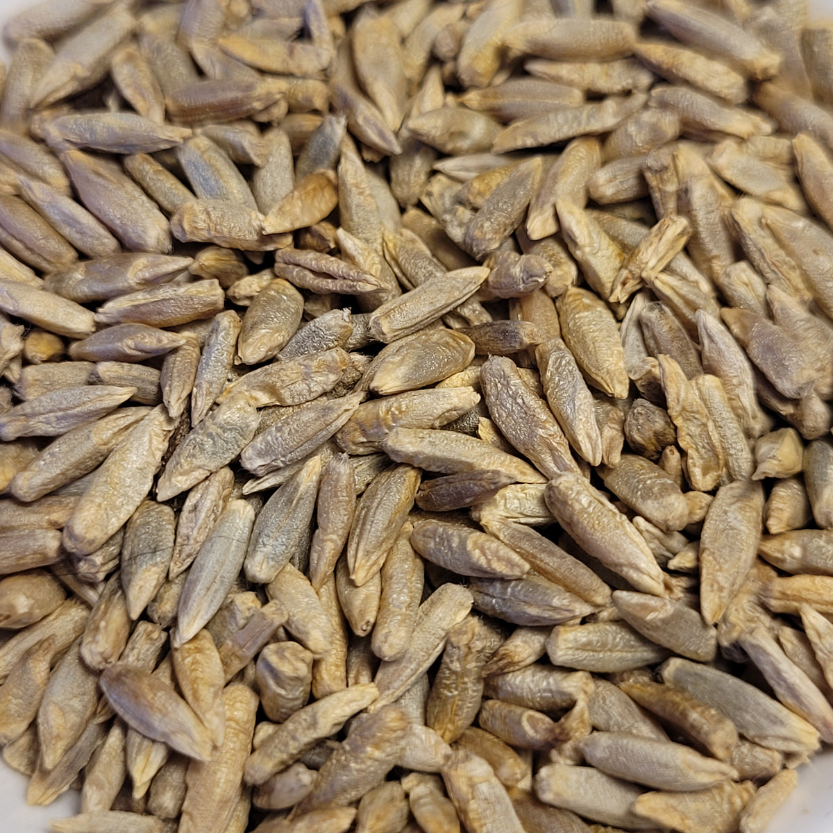 Rosen Rye – Great Lakes Staple Seeds