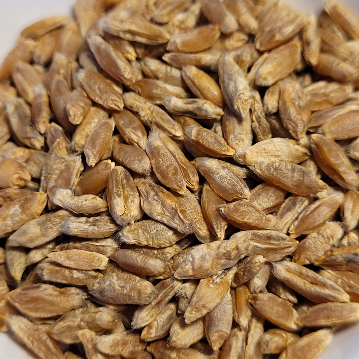 Swedish Triticale – Great Lakes Staple Seeds
