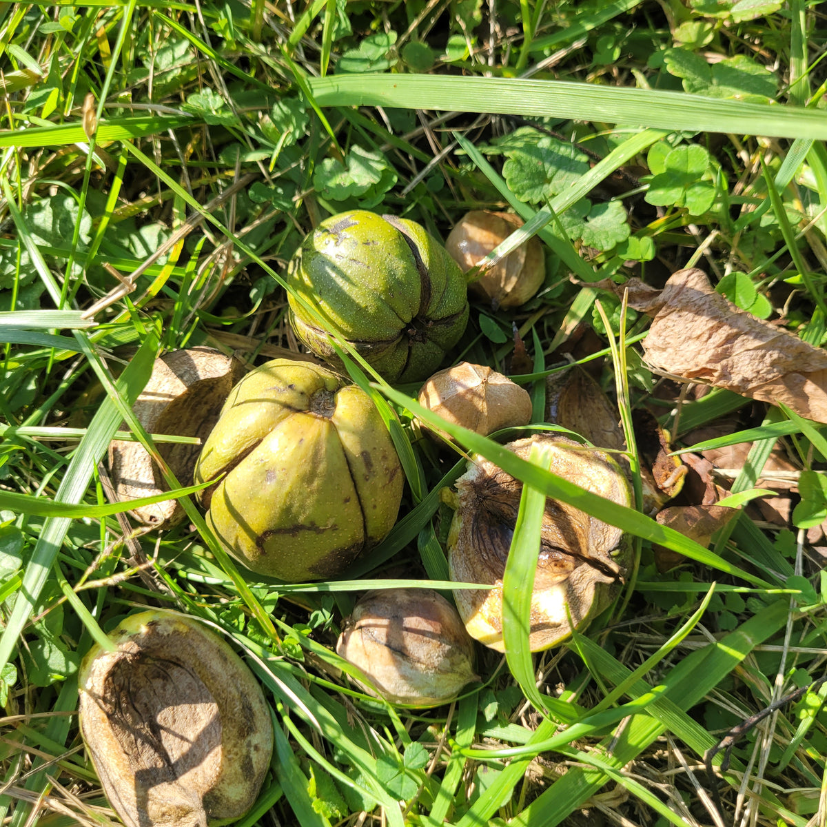 Shagbark Hickory – Great Lakes Staple Seeds