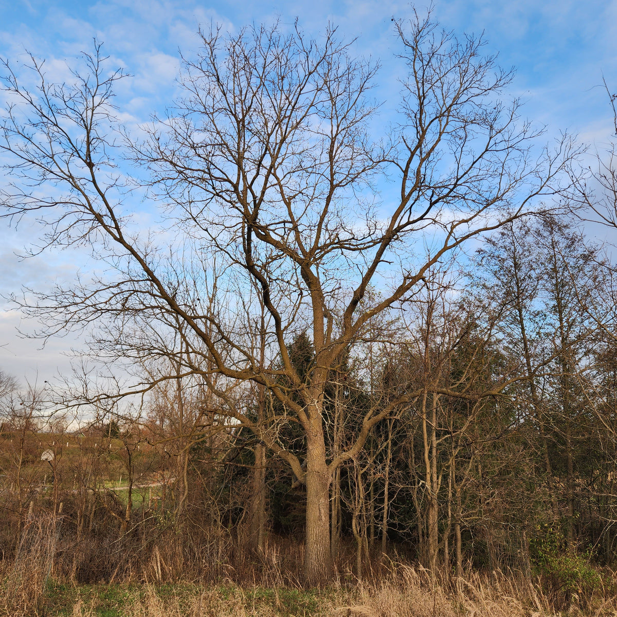 Black Walnut – Great Lakes Staple Seeds