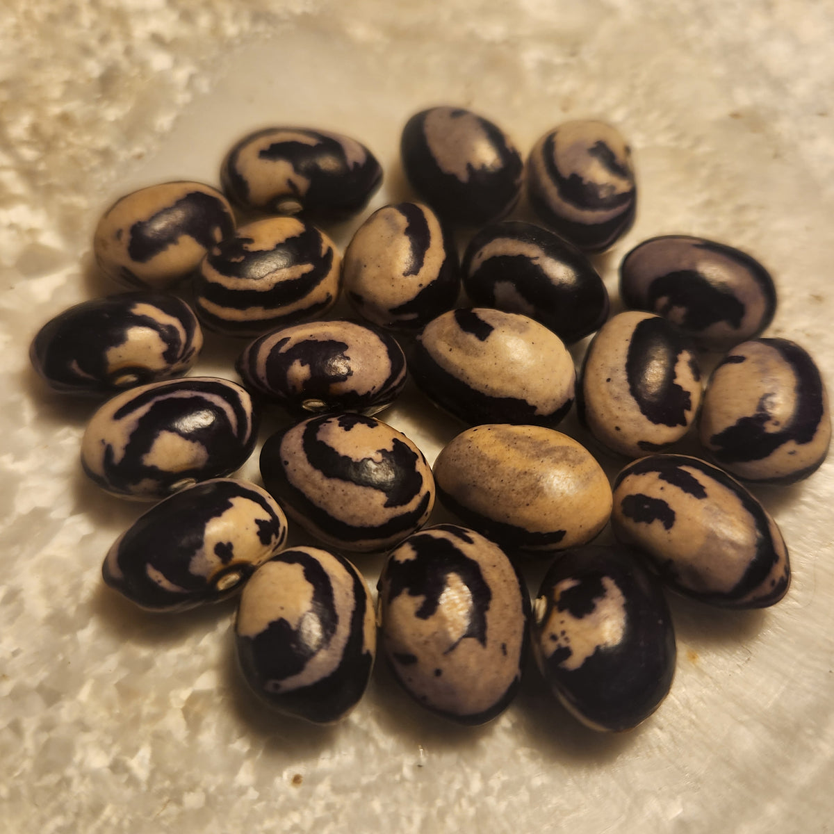 Kaimame Bean – Great Lakes Staple Seeds
