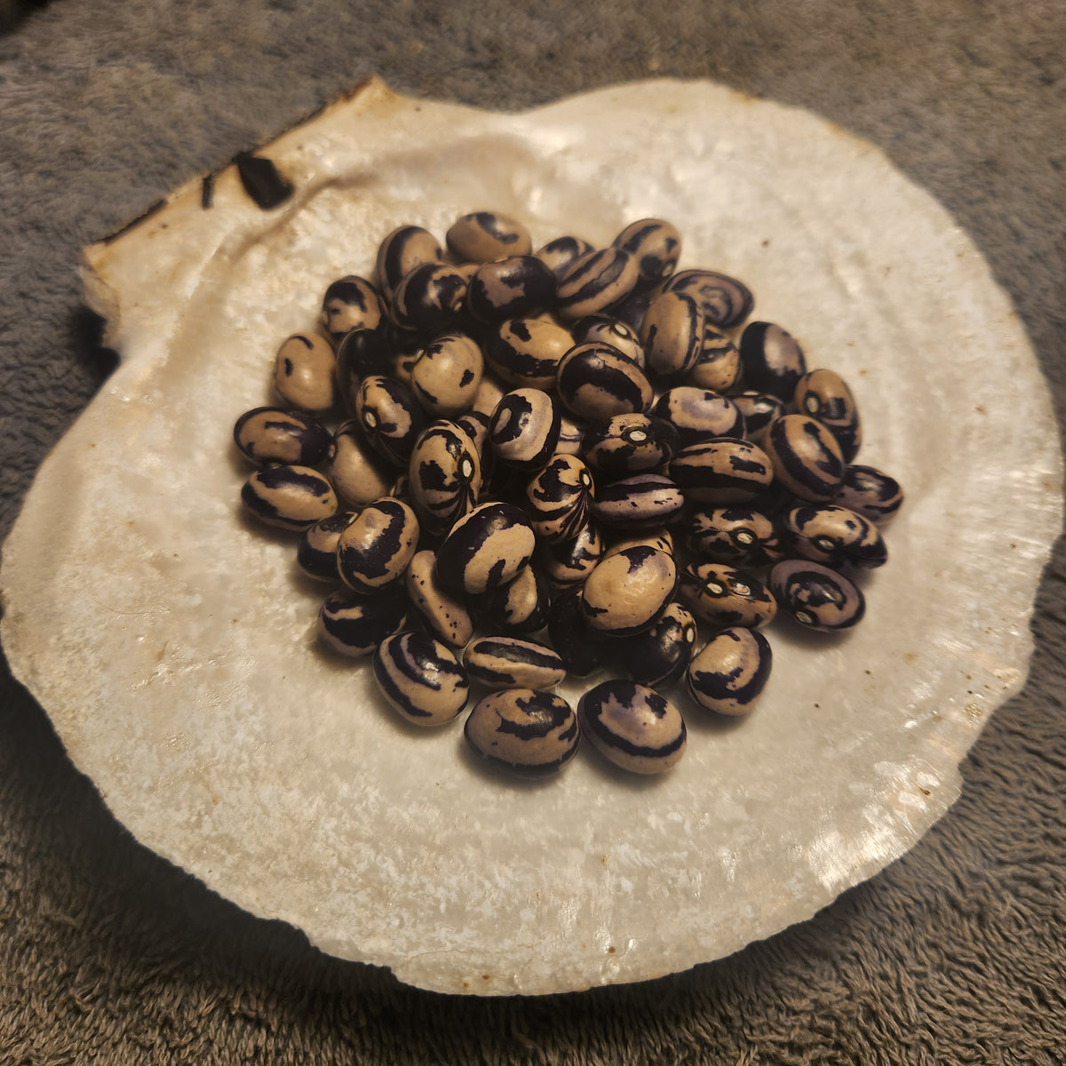 Kaimame Bean – Great Lakes Staple Seeds