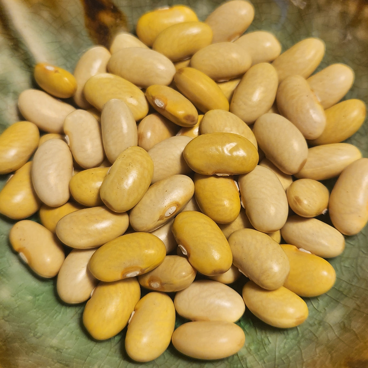 Mayocoba Bean – Great Lakes Staple Seeds