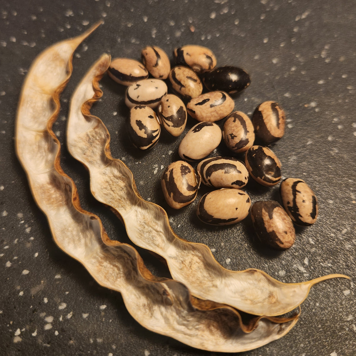 Mother Earth Bean – Great Lakes Staple Seeds