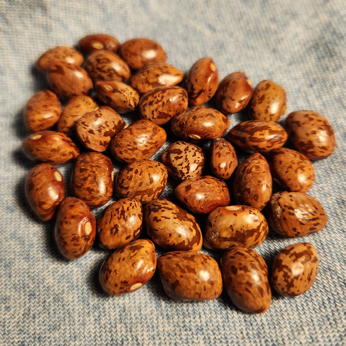 Ohio Cutshort Bean – Great Lakes Staple Seeds