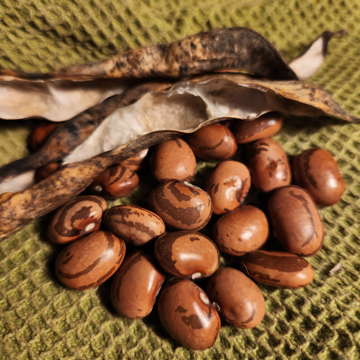 Piatti Family Italian Bean – Great Lakes Staple Seeds