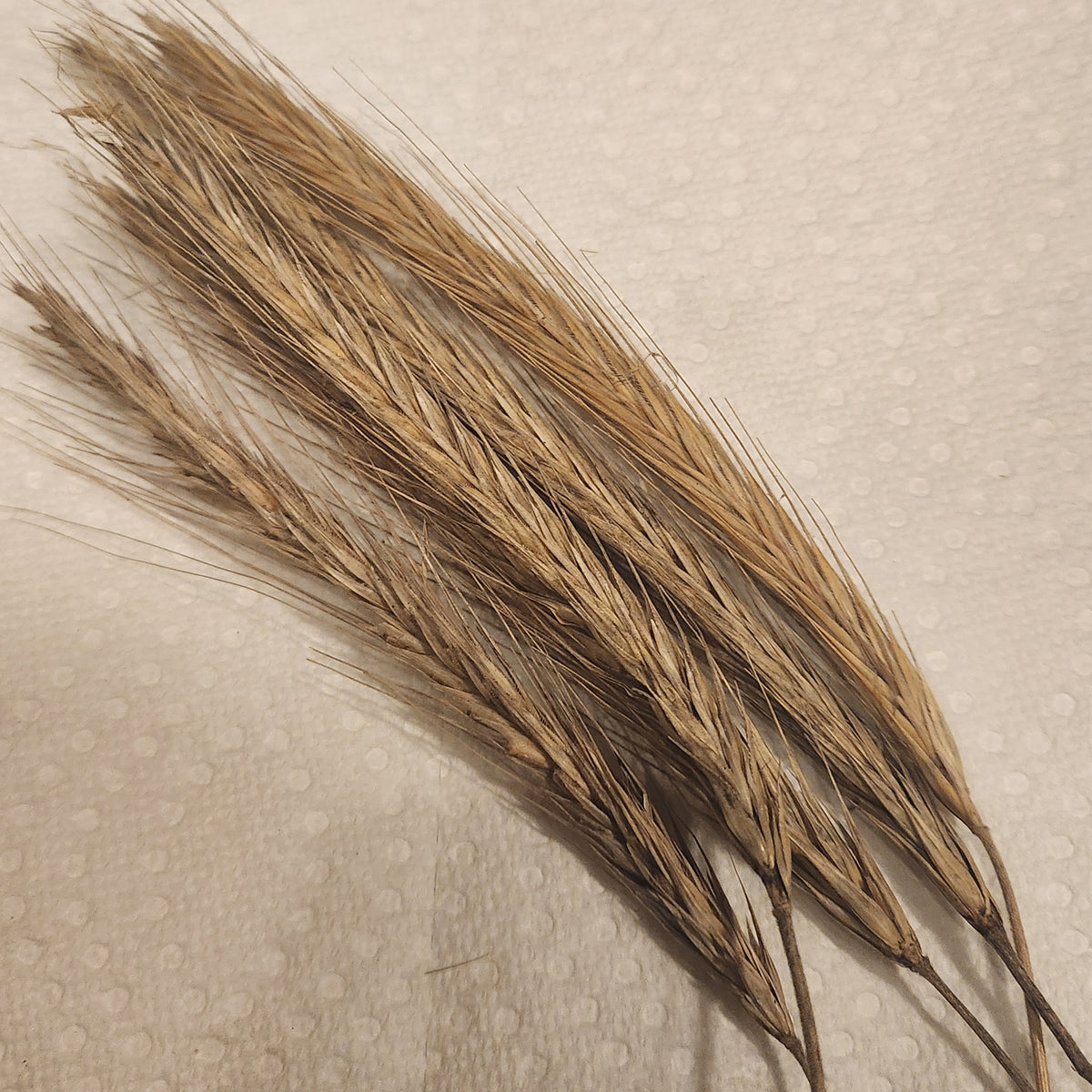 Rosen Rye – Great Lakes Staple Seeds
