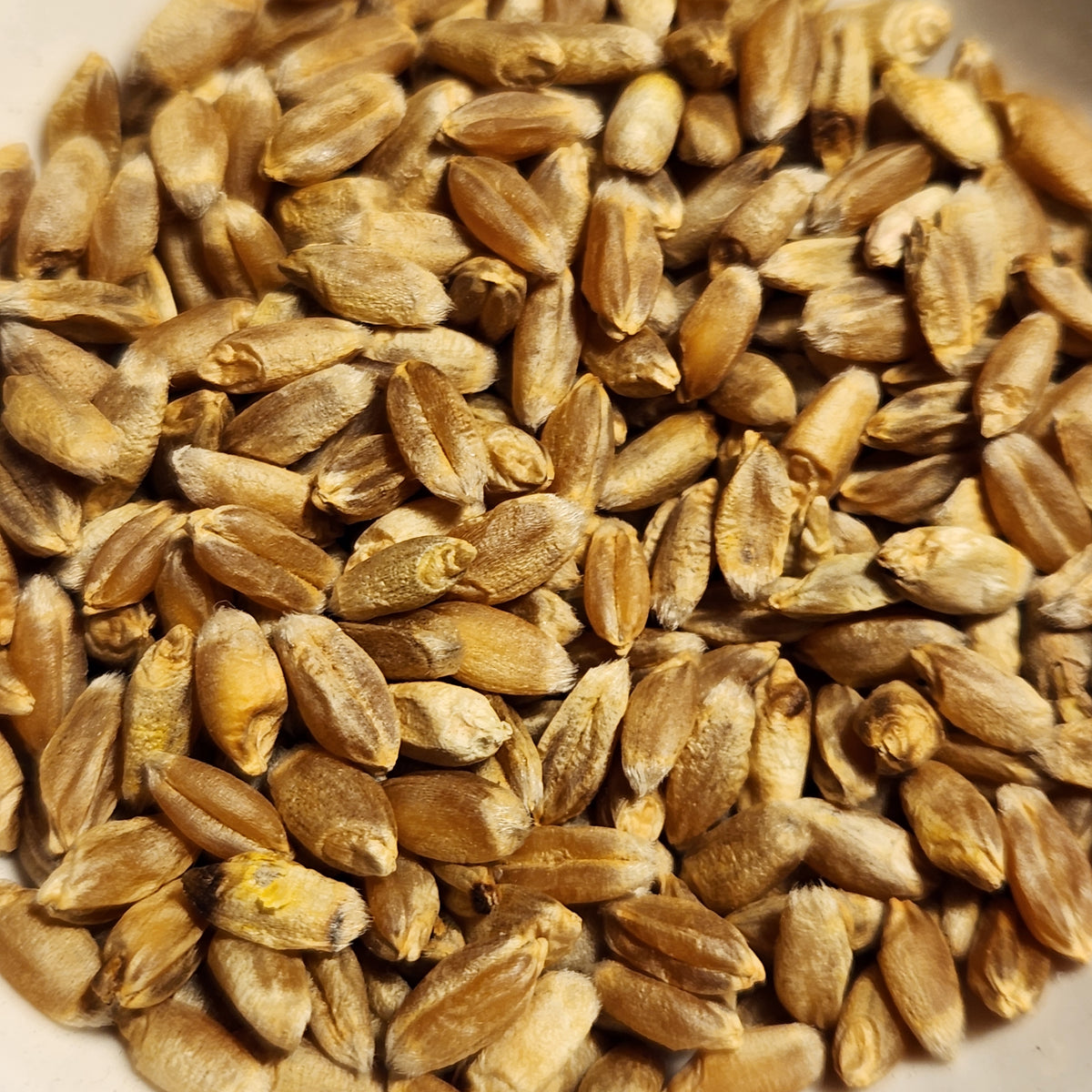 Vavilov Winter Wheat – Great Lakes Staple Seeds