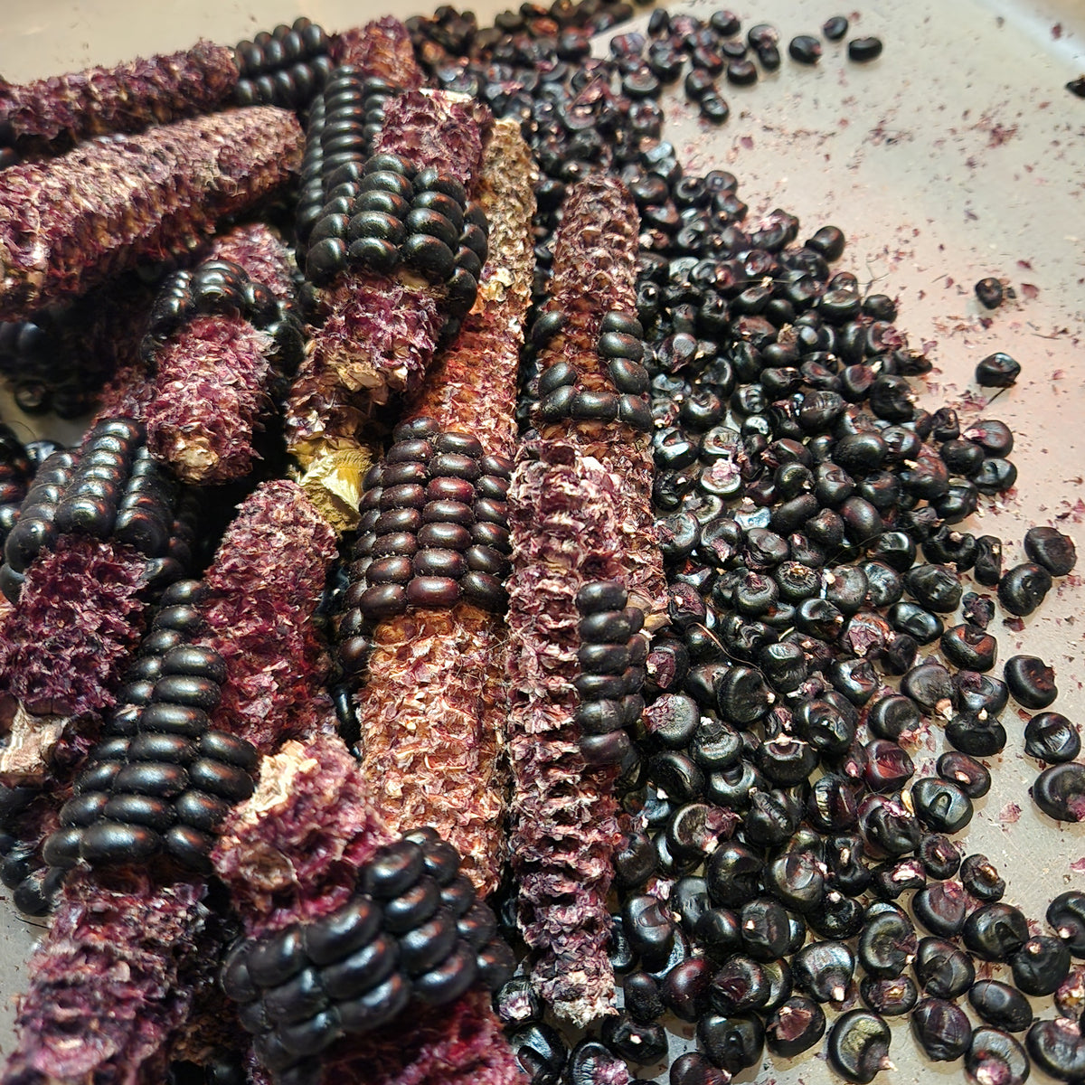 Montana Morado Corn – Great Lakes Staple Seeds
