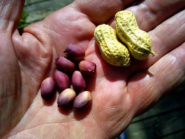 Negrito Manduvi Peanuts – Great Lakes Staple Seeds