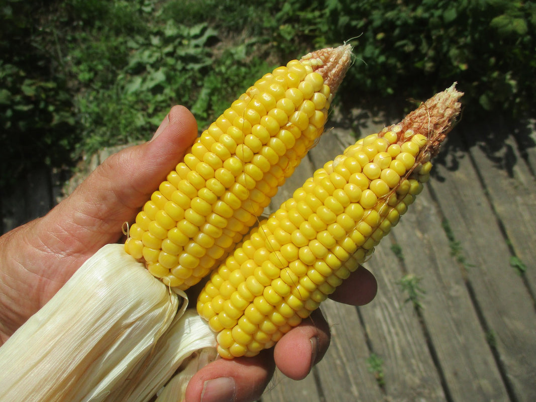 Sherck Seeds Collection – Great Lakes Staple Seeds