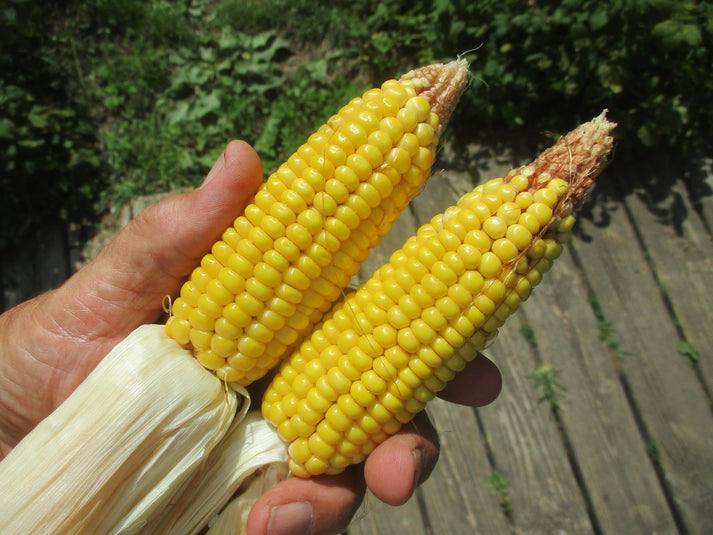Alberta Clipper Dent Corn – Great Lakes Staple Seeds