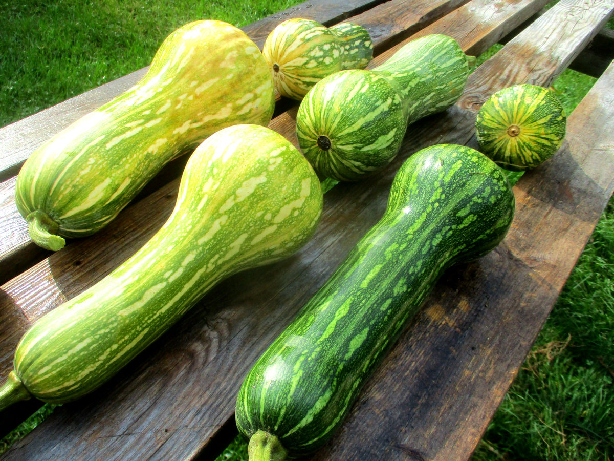 Guatemalan Green Flesh Ayote Squash – Great Lakes Staple Seeds