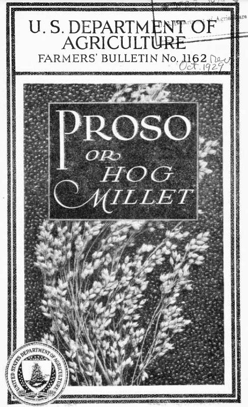 Millet (1929) Proso (Hog) Millet – Great Lakes Staple Seeds