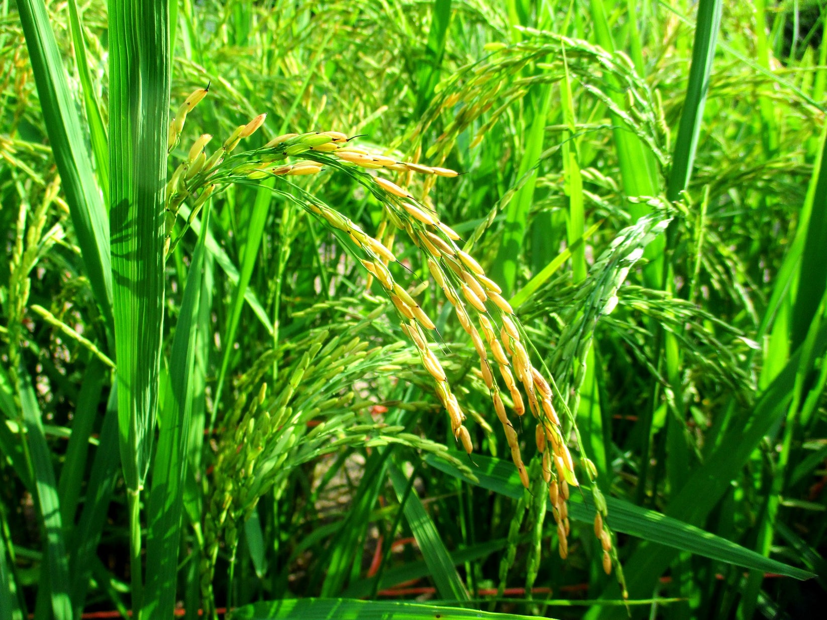 Dellmati Rice – Great Lakes Staple Seeds