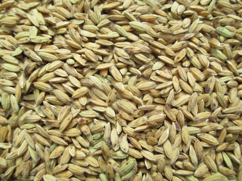 Upland Rice for Temperate Growing Conditions – Great Lakes Staple Seeds
