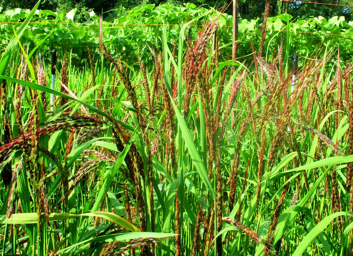 Kzul Shali Rice – Great Lakes Staple Seeds