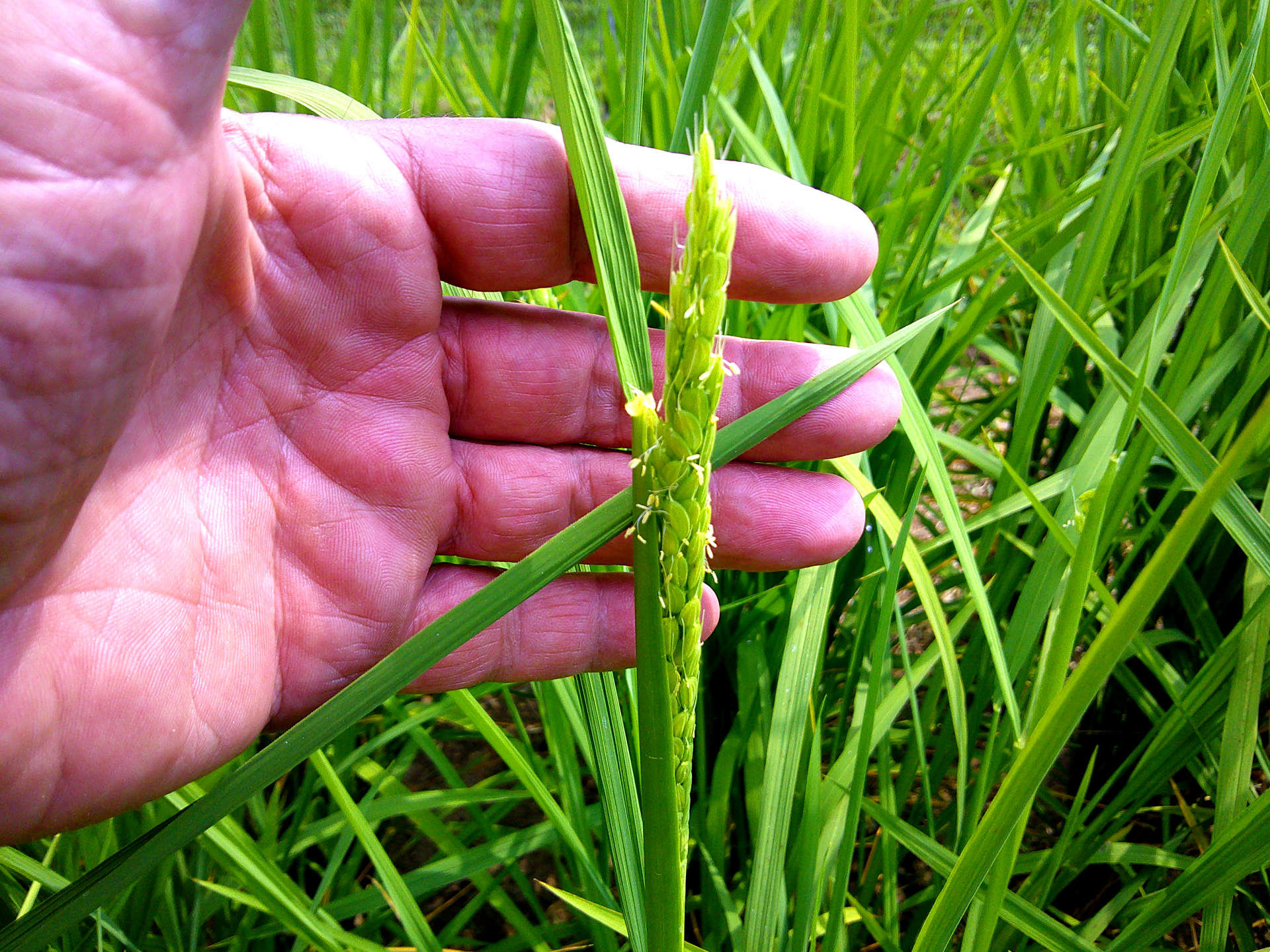 Mushk Budji Rice – Great Lakes Staple Seeds