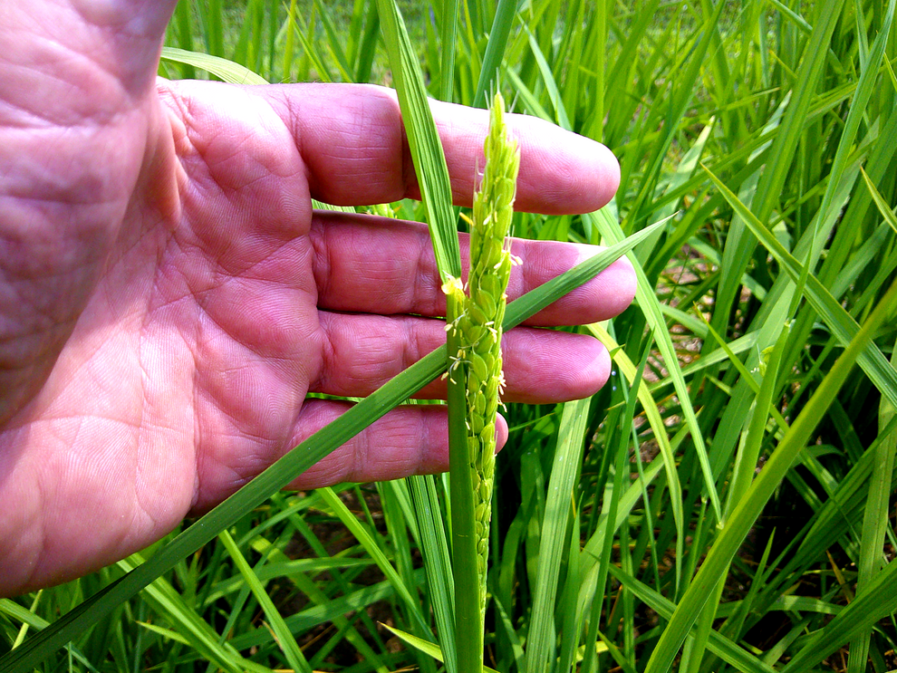 Mushk Budji Rice – Great Lakes Staple Seeds