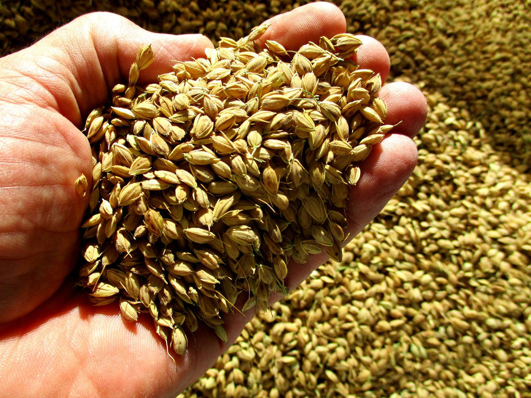 Upland Rice for Temperate Growing Conditions – Great Lakes Staple Seeds