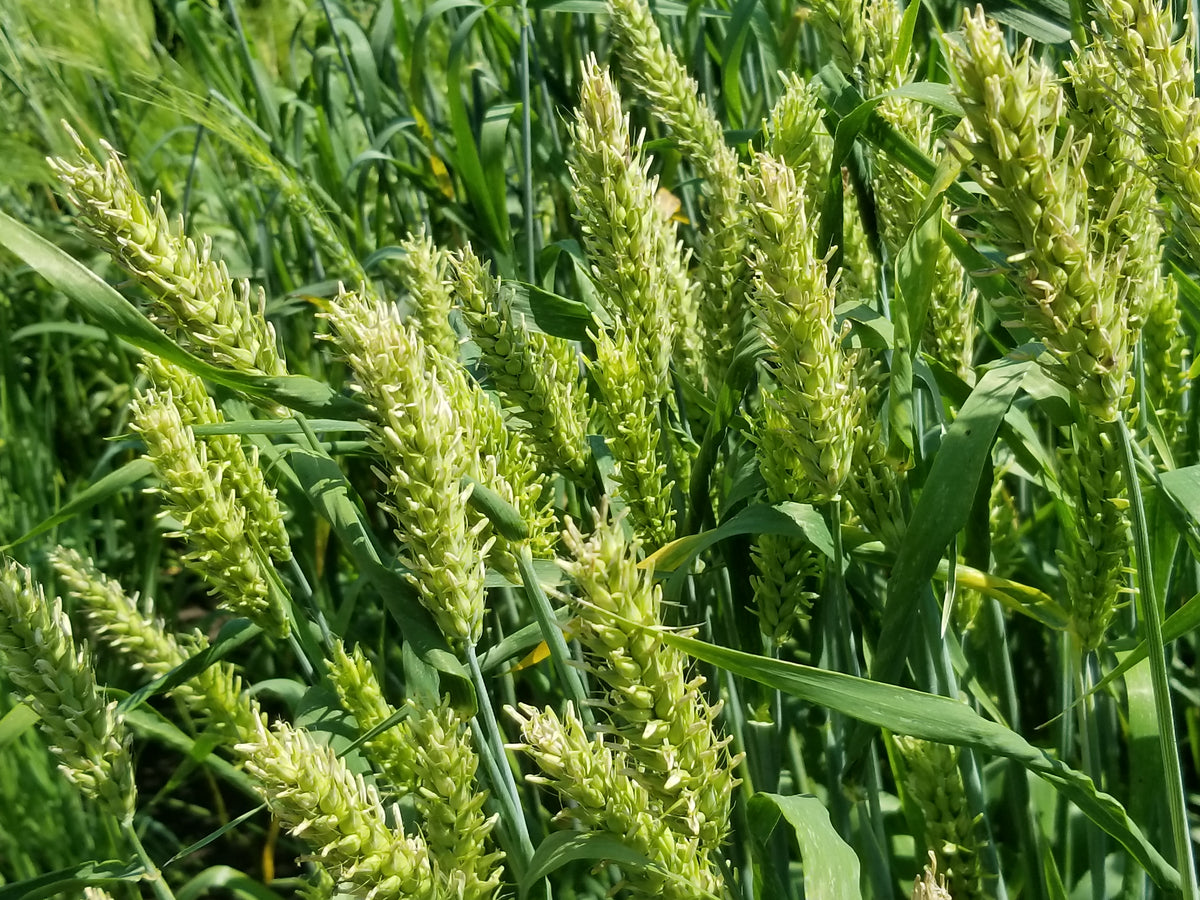 Australian Bald Skinless Barley – Great Lakes Staple Seeds
