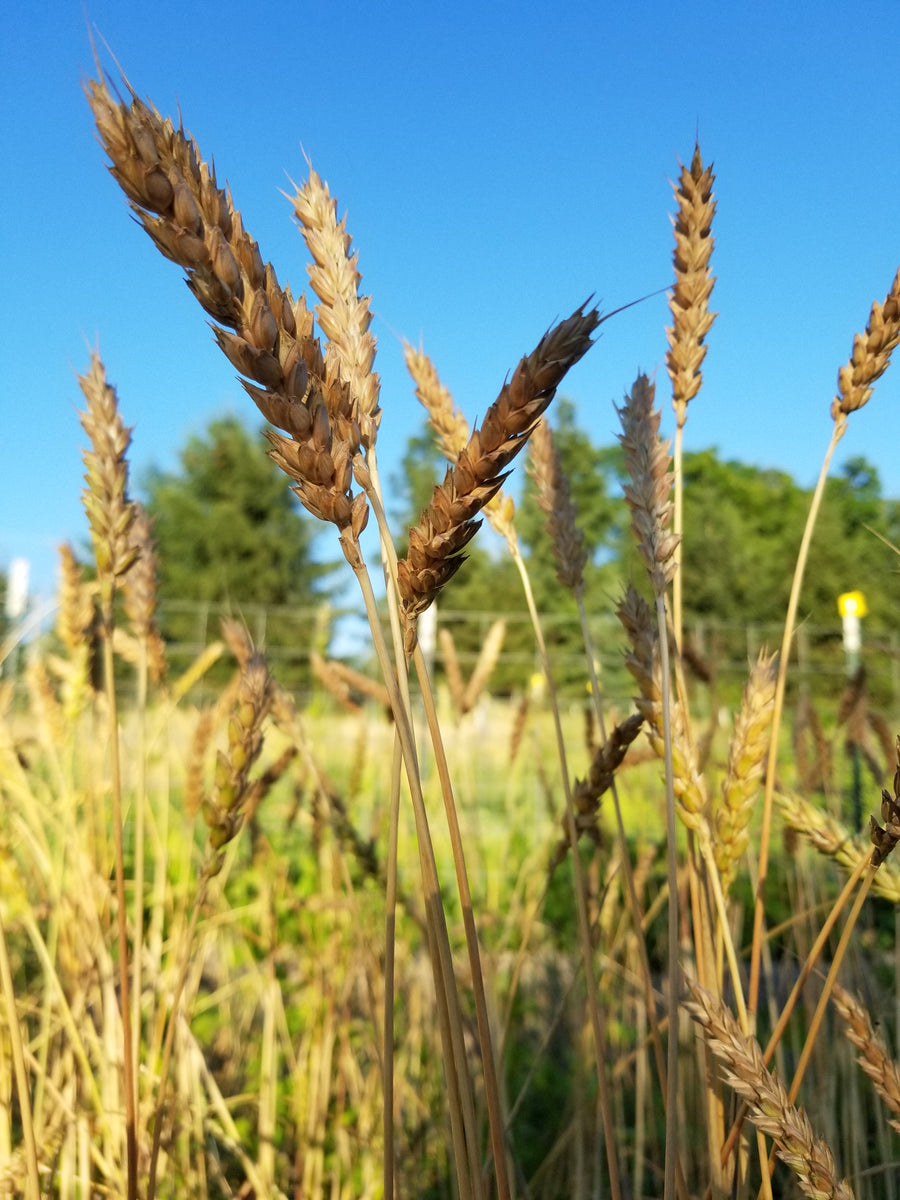 Michigan Amber Wheat – Great Lakes Staple Seeds