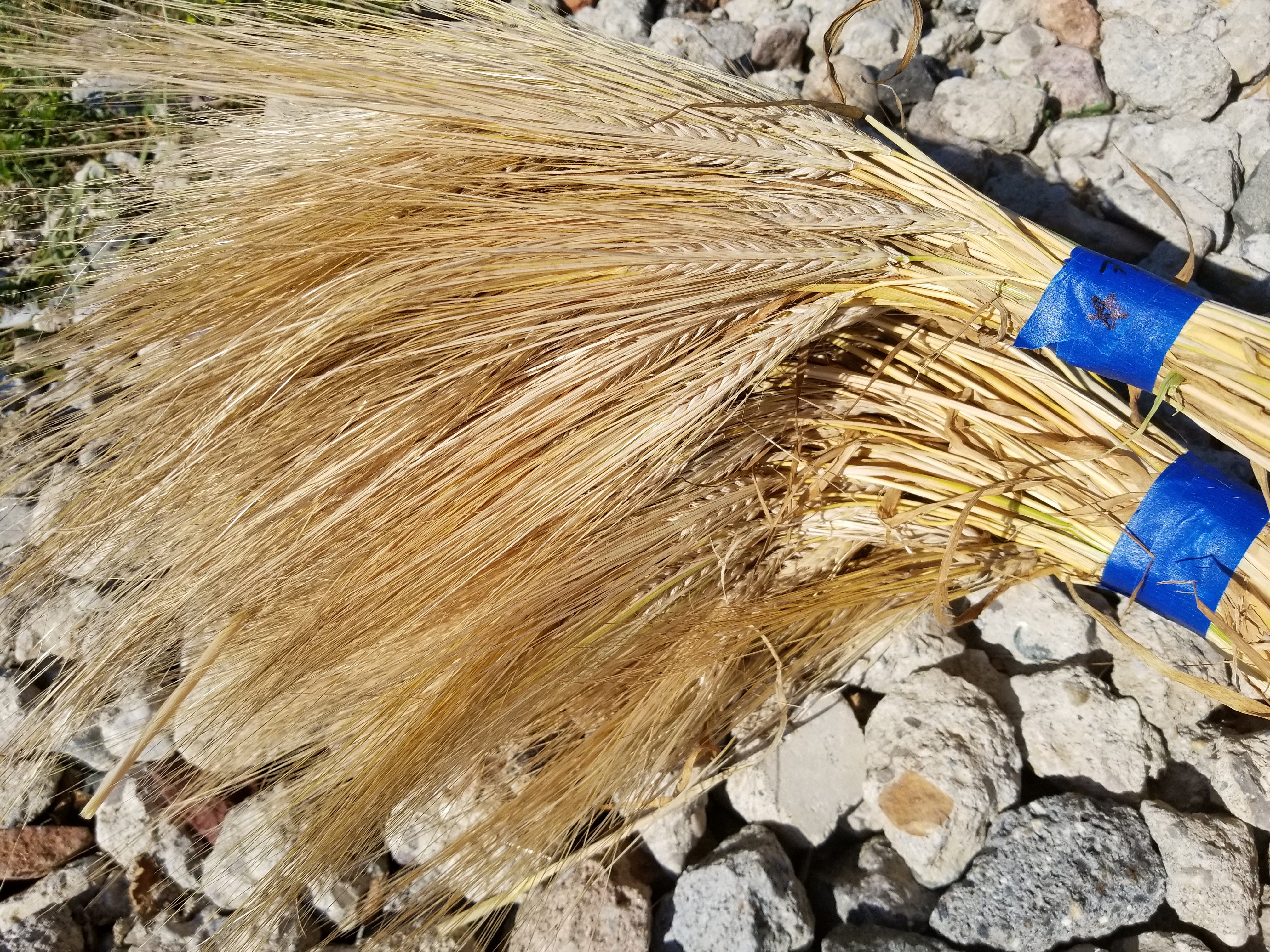 Landrace Varieties – Great Lakes Staple Seeds