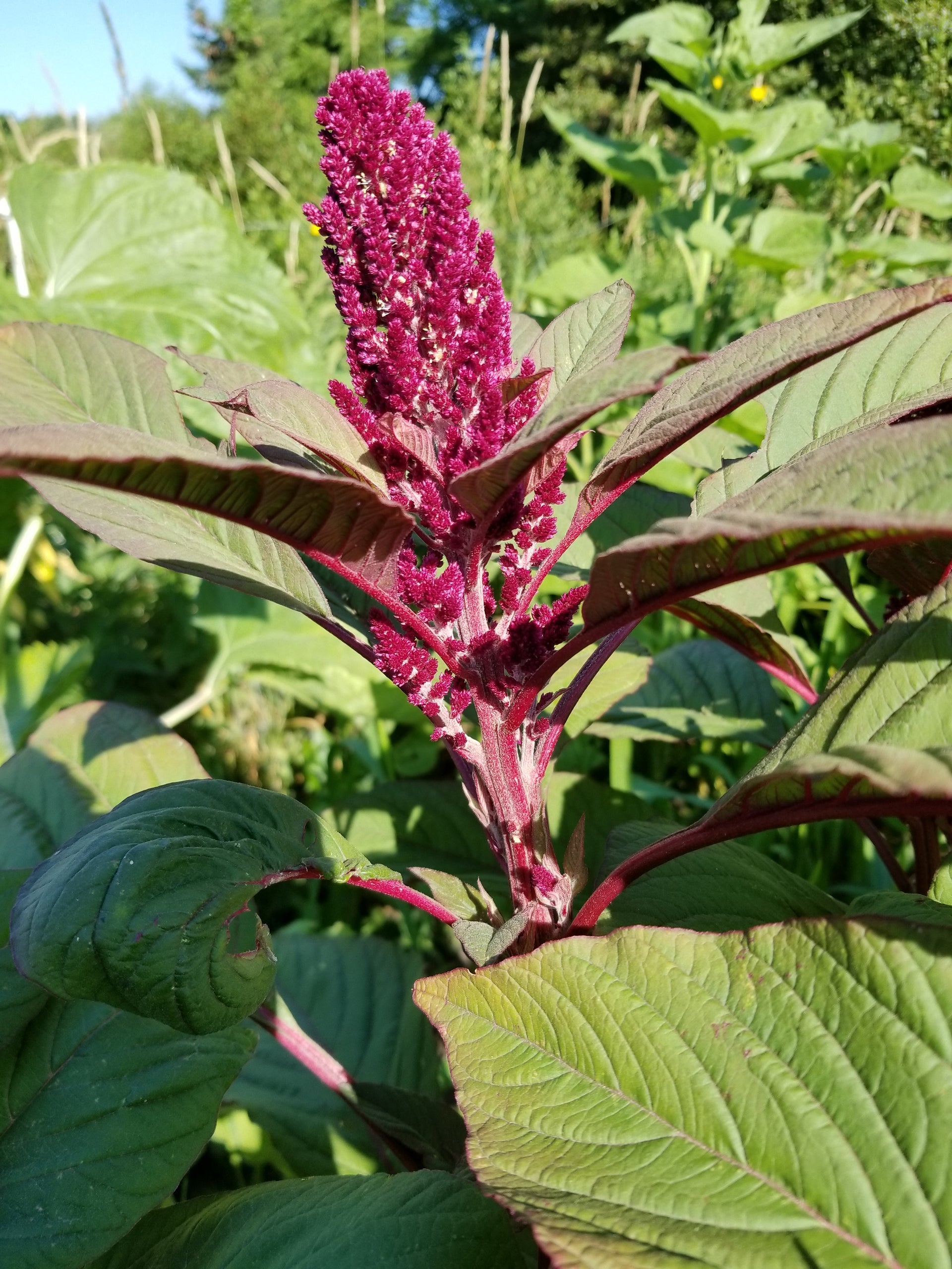 red leaf bedding plants