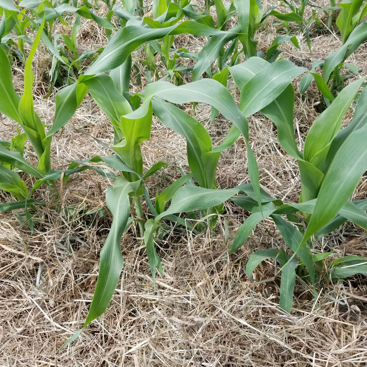 Rox Orange Syrup Cane Sorghum – Great Lakes Staple Seeds