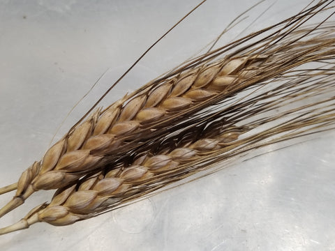 Wheat Cultivars - Great Lakes Staple Seeds
