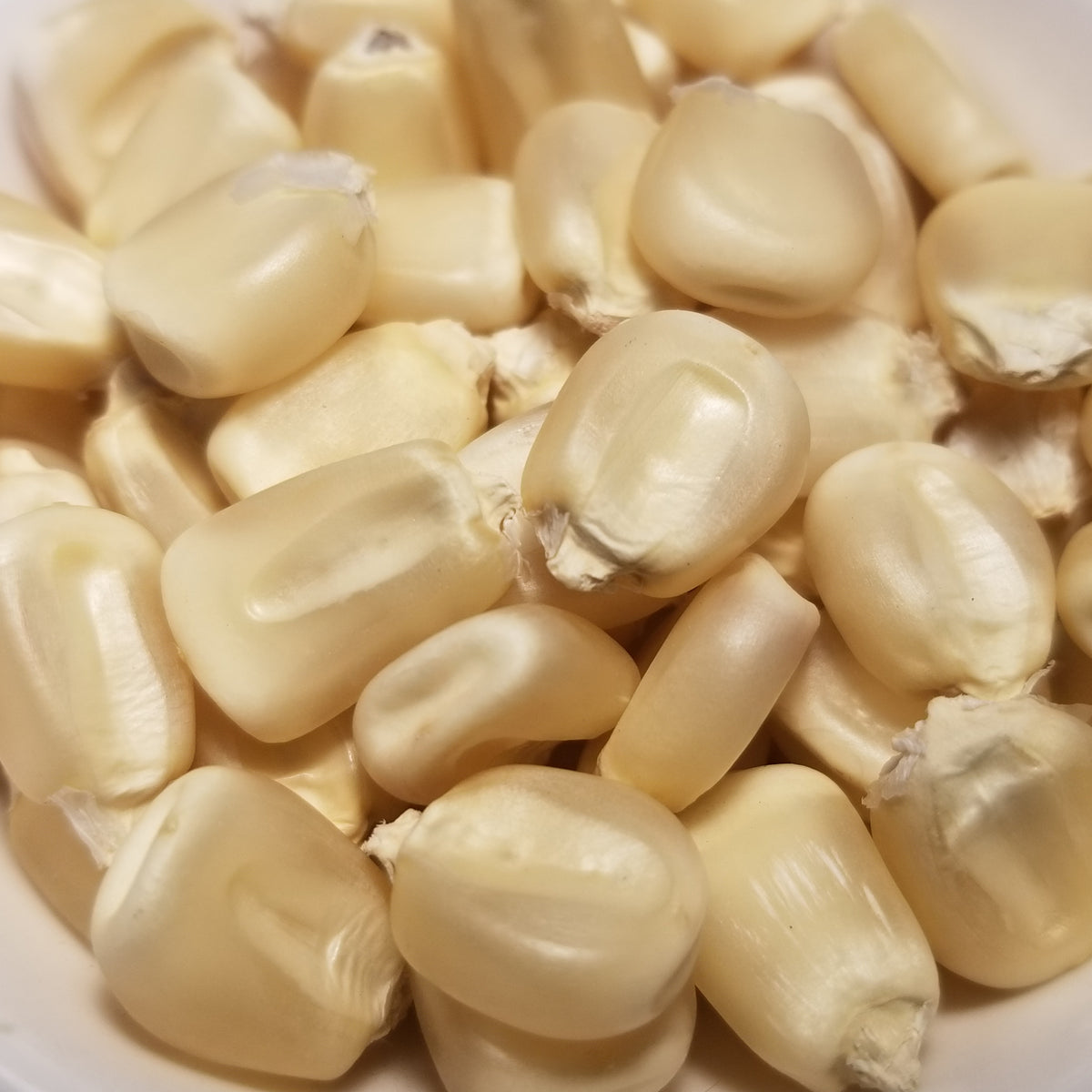 Silver King Dent Corn – Great Lakes Staple Seeds