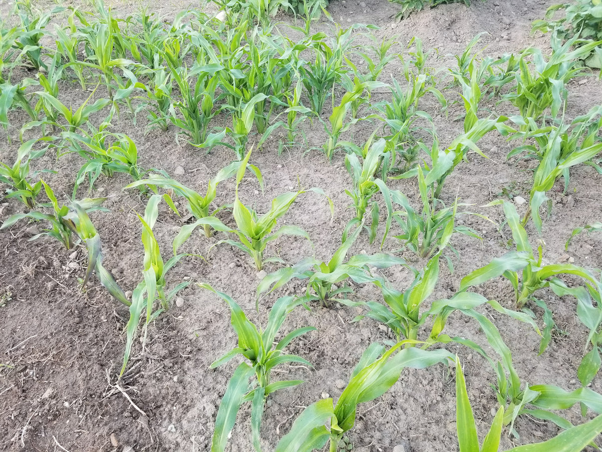 Gaspé Flint Corn – Great Lakes Staple Seeds