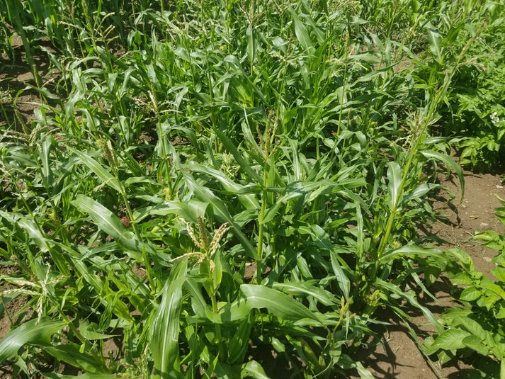 Gaspé Flint Corn – Great Lakes Staple Seeds