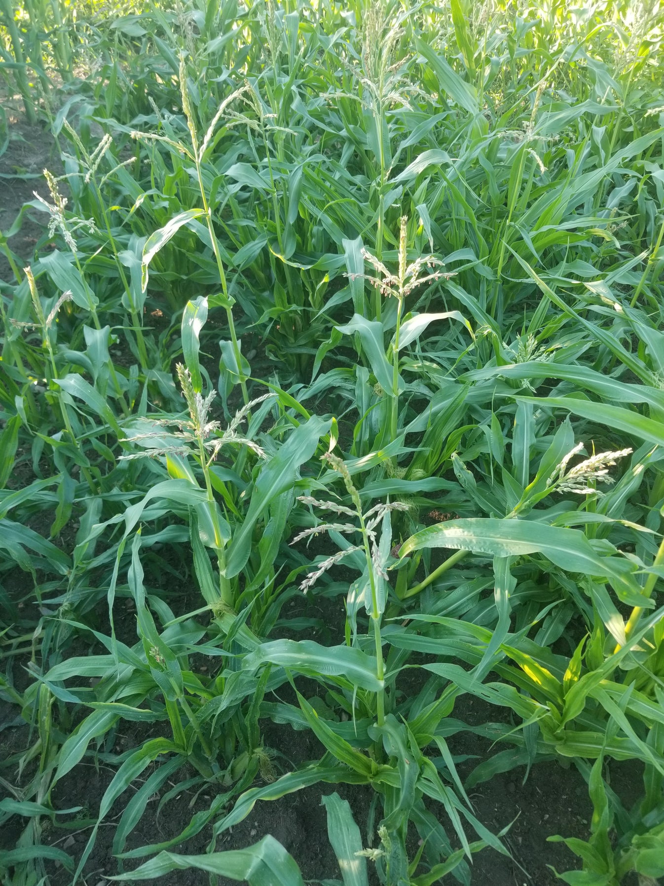 Gaspé Flint Corn – Great Lakes Staple Seeds