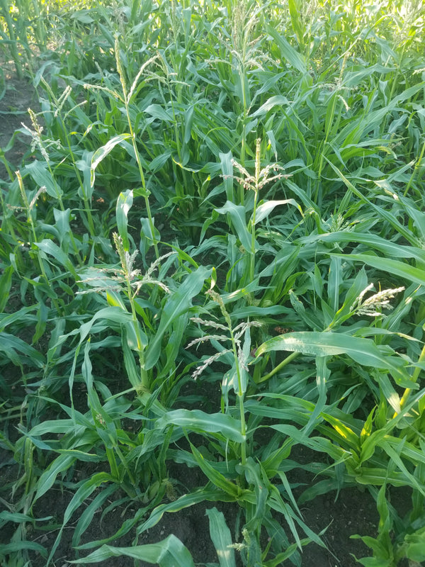 Gaspé Flint Corn – Great Lakes Staple Seeds