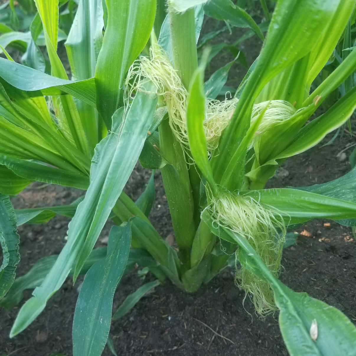 Gaspé Flint Corn – Great Lakes Staple Seeds
