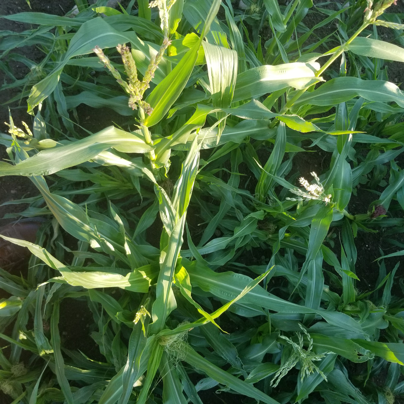 Gaspé Flint Corn – Great Lakes Staple Seeds