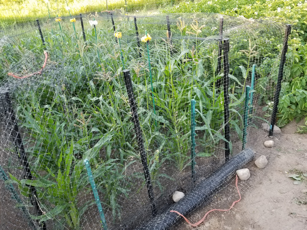 Gaspé Flint Corn – Great Lakes Staple Seeds