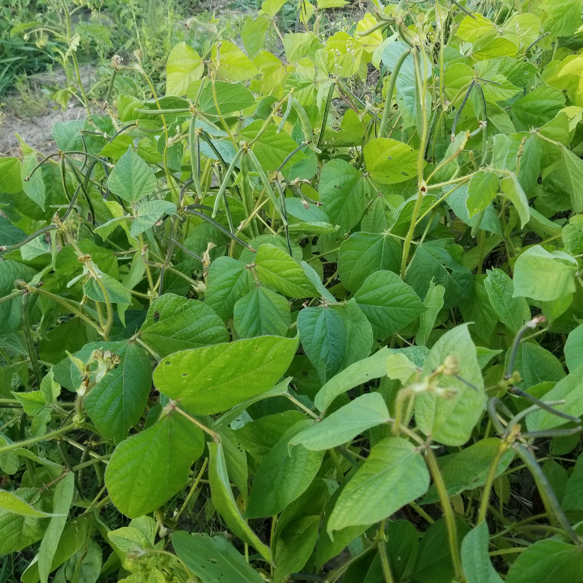 Green Mung Bean – Great Lakes Staple Seeds
