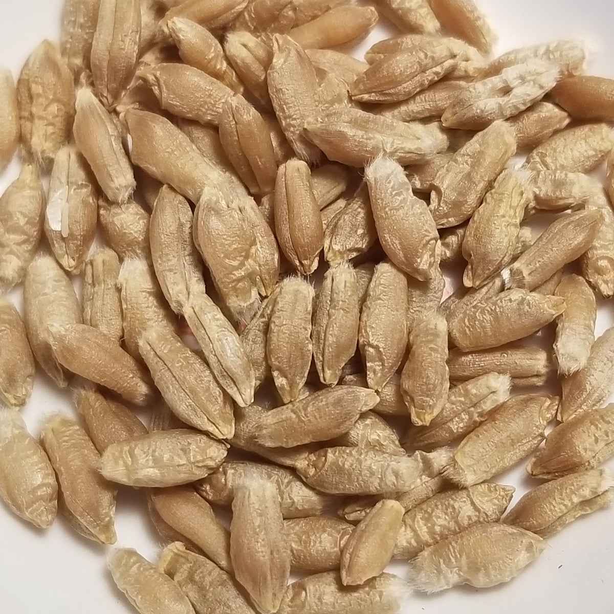 Enduro Triticale – Great Lakes Staple Seeds