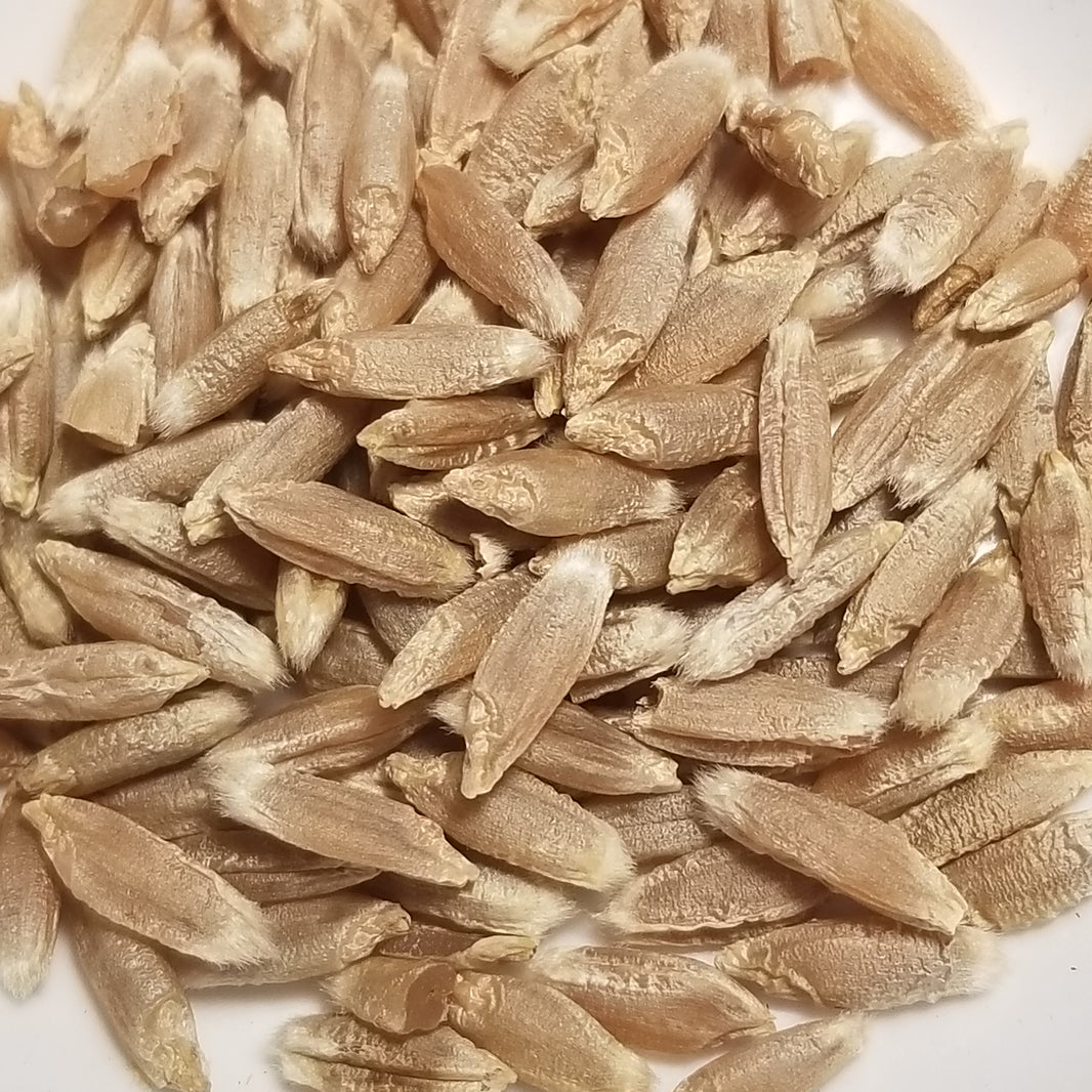 Triticale - a Smart Choice for Northern Growers – Great Lakes Staple Seeds