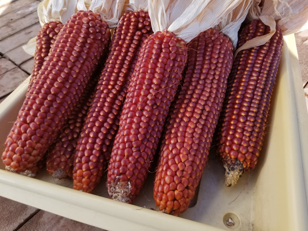 Floriani Red Flint Corn – Great Lakes Staple Seeds