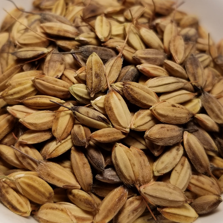 Upland Rice for Temperate Growing Conditions – Great Lakes Staple Seeds