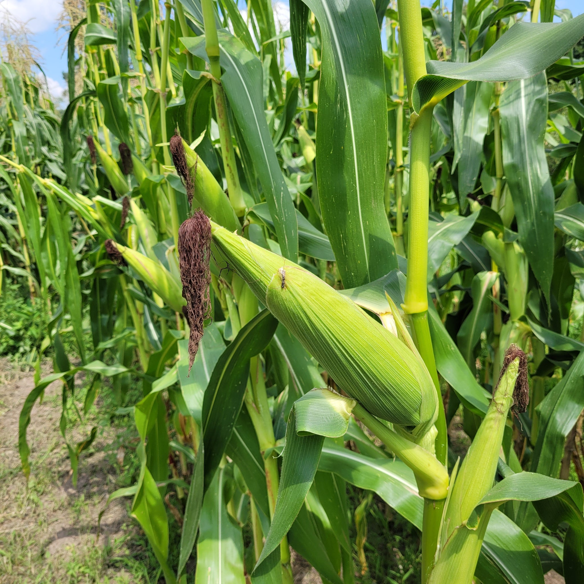 Floriani Red Flint Corn – Great Lakes Staple Seeds