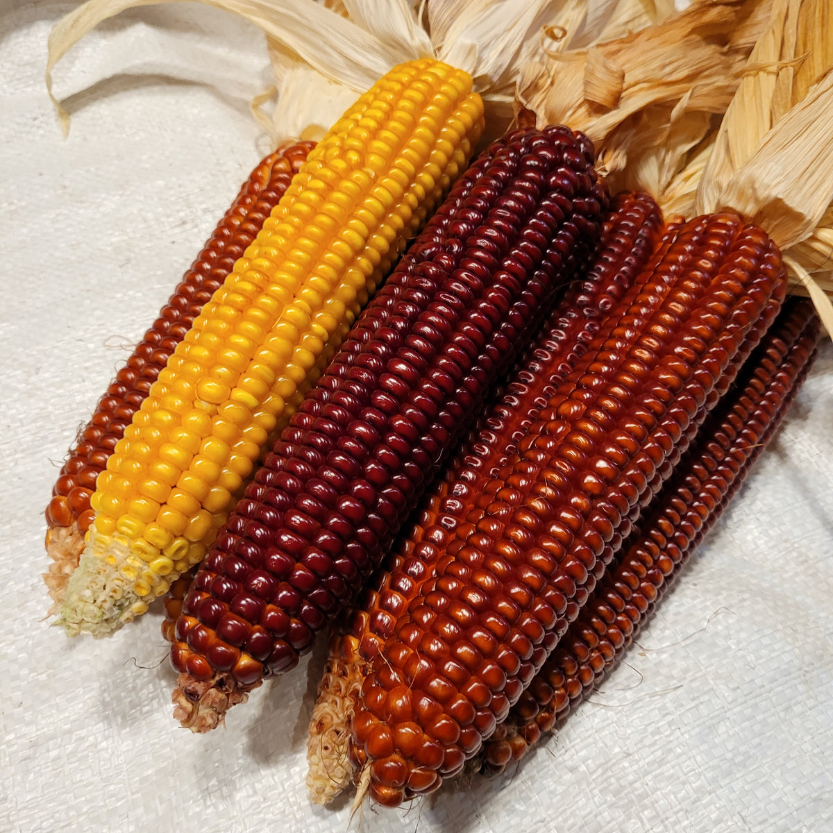 Decorative Corn – Great Lakes Staple Seeds