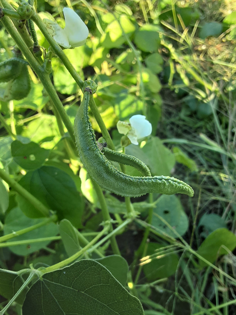 India Bush Hyacinth Bean – Great Lakes Staple Seeds